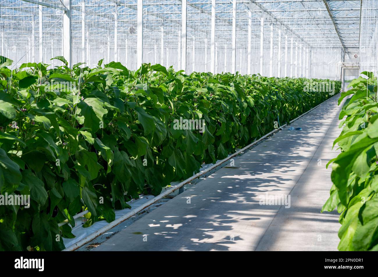 Dutch organic greenhouse farm with rows of eggplants plants with ripe ...