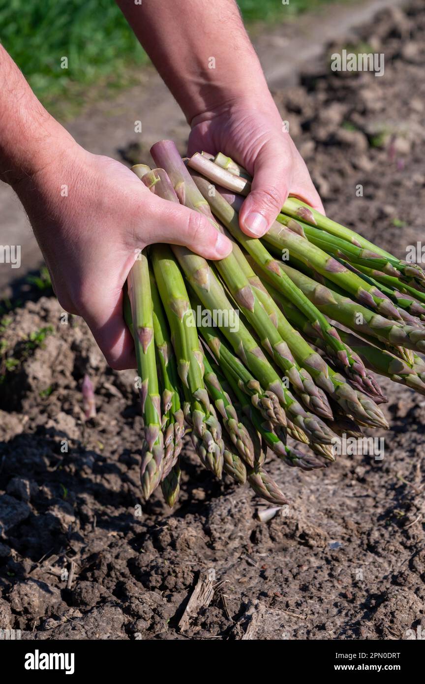 Worker's hands with bunch of green asparagus sprouts growing on bio ...
