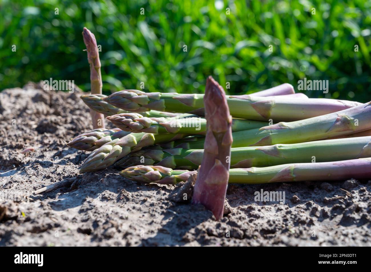 New harvest, bunch tasty green asparagus sprouts growing on bio farm ...