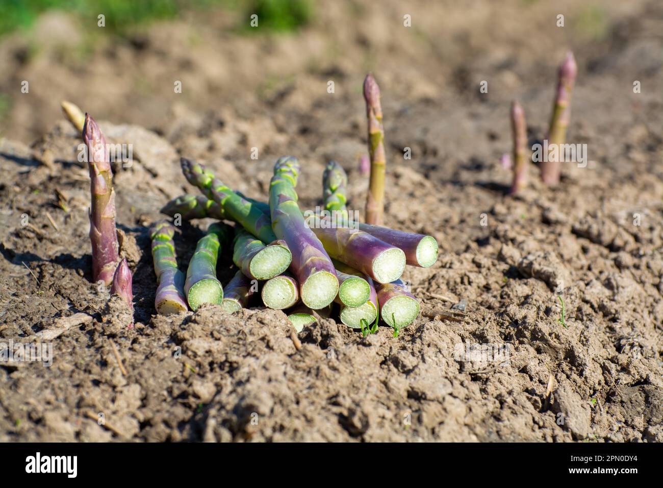 New harvest, bunch tasty green asparagus sprouts growing on bio farm ...