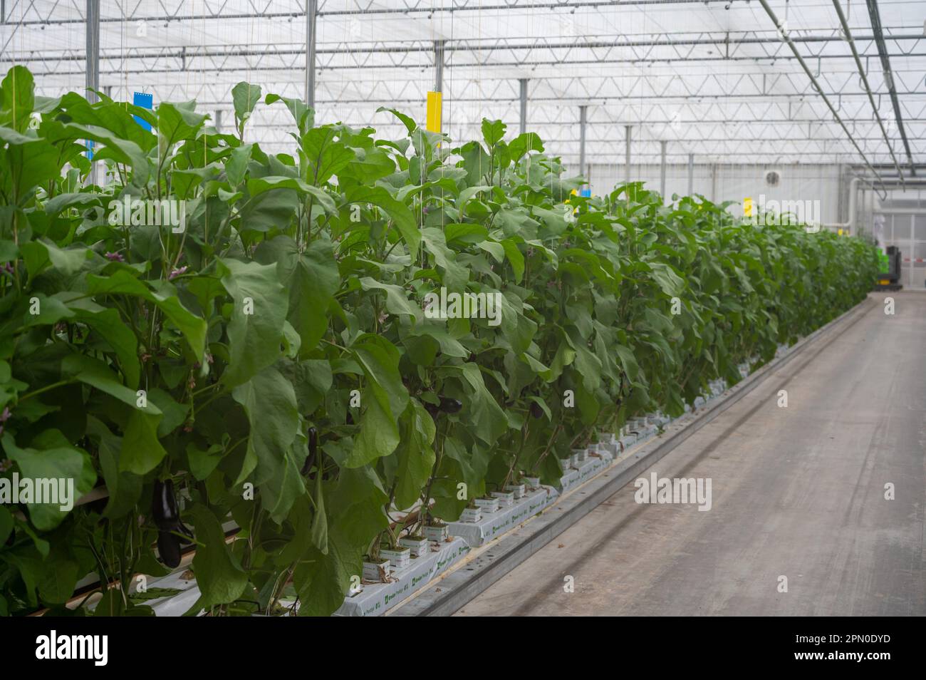 Dutch organic greenhouse farm with rows of eggplants plants with ripe ...