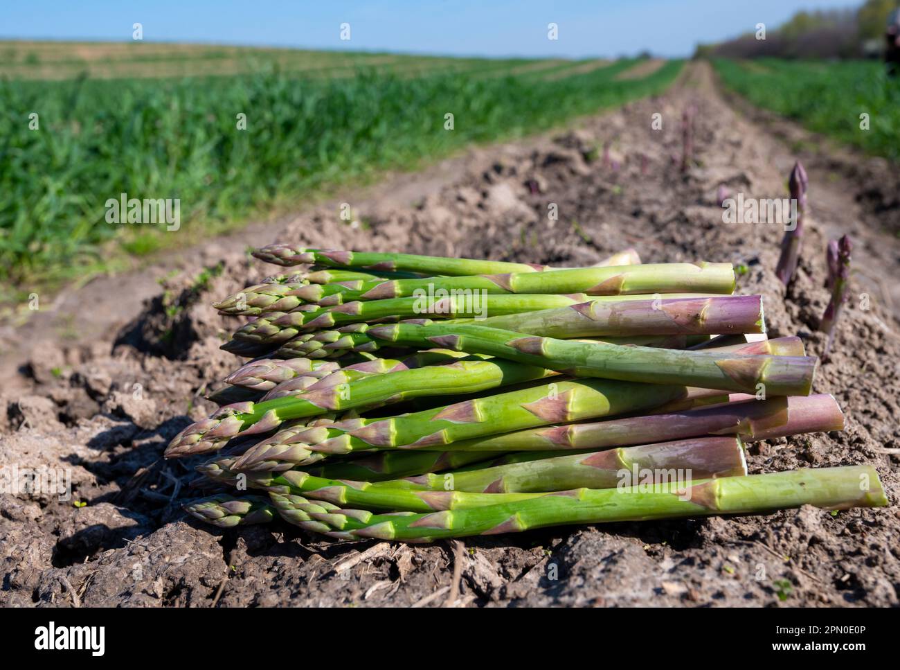 New harvest, bunch tasty green asparagus sprouts growing on bio farm ...