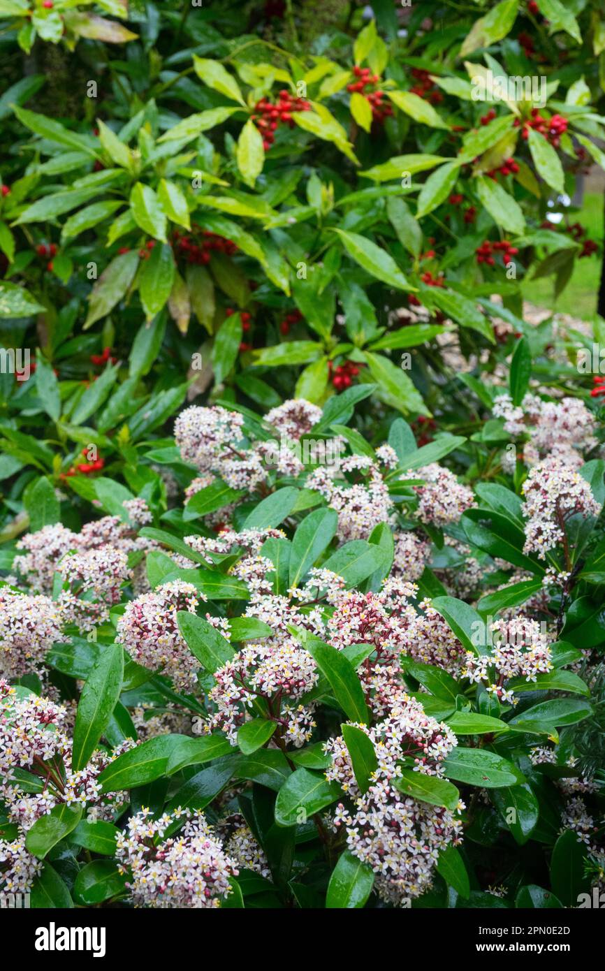 Skimmia japonica, Skimmia, Aucuba japonica, Skimmia japonica Rubella ...