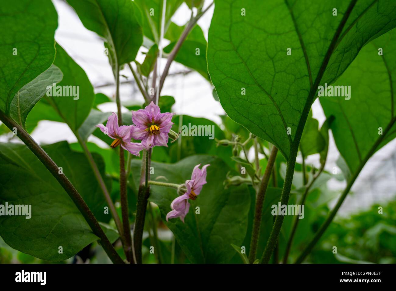 Dutch organic greenhouse farm with rows of eggplants plants with ripe ...