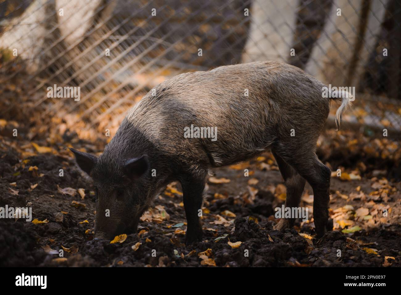 Black wild boar with tusks hi-res stock photography and images - Alamy