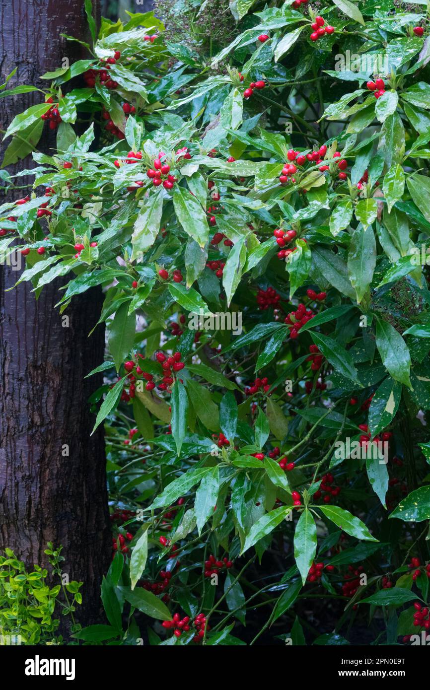 Japanese Laurel, Aucuba japonica garden Stock Photo - Alamy