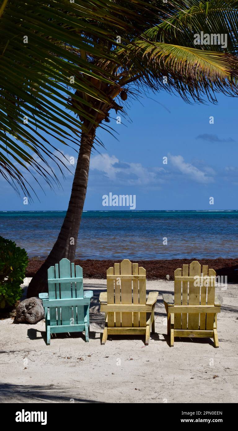 Three beach chairs facing the sea with sargassum along the shoreline in ...
