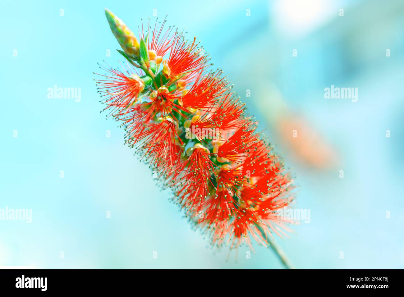 Callistemon flower . Bright crimson bottlebrush flower Stock Photo - Alamy