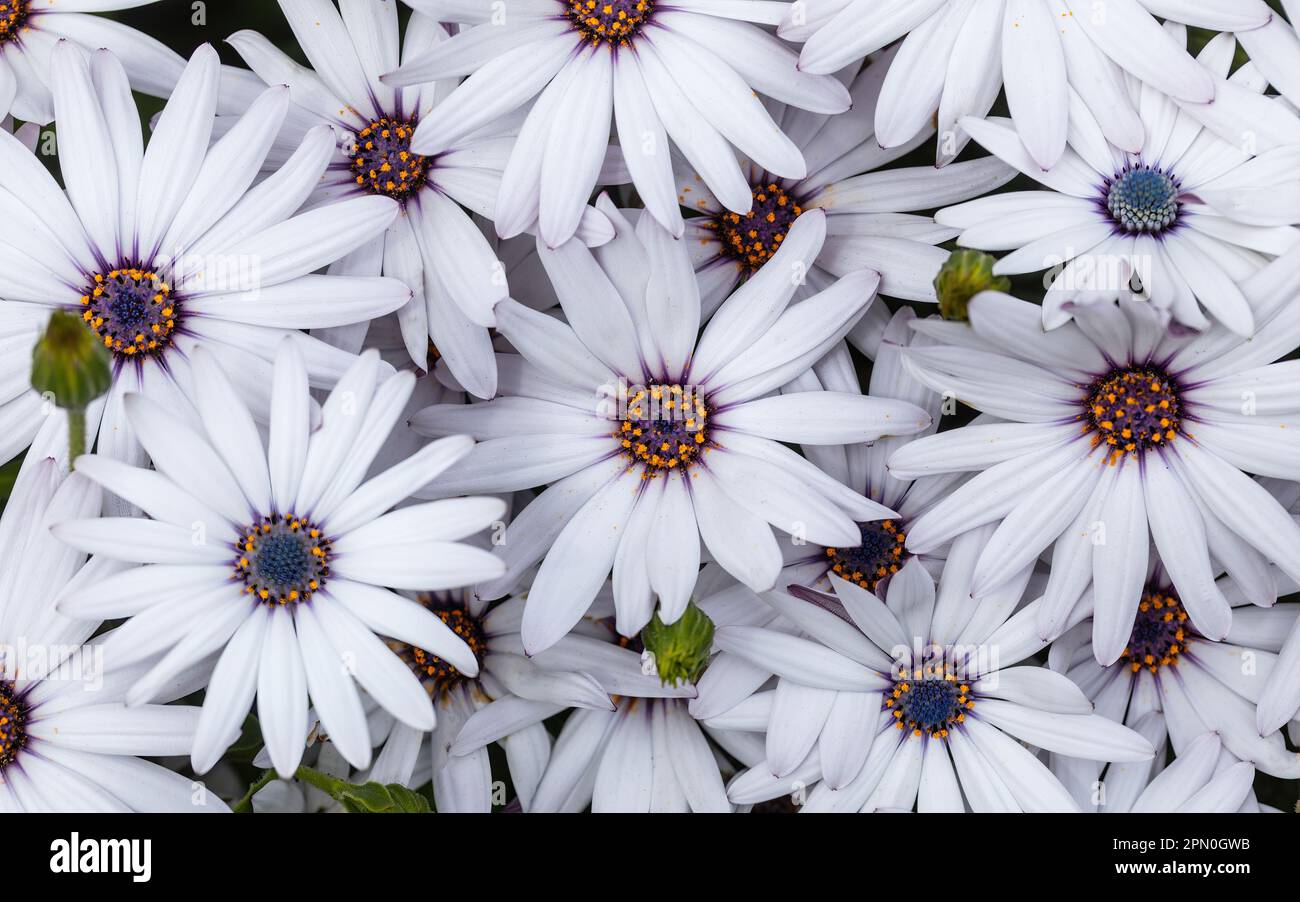 White Cape Daisies in Bloom in Springtime Stock Photo - Alamy