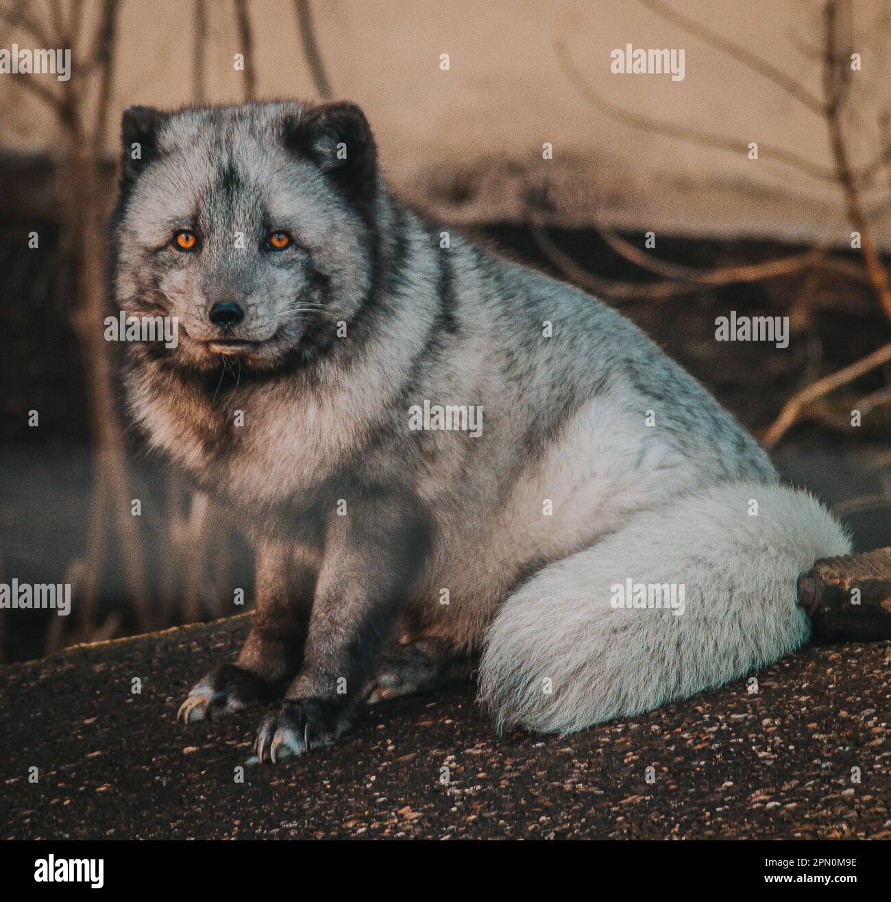 Wolf tail hi-res stock photography and images - Alamy