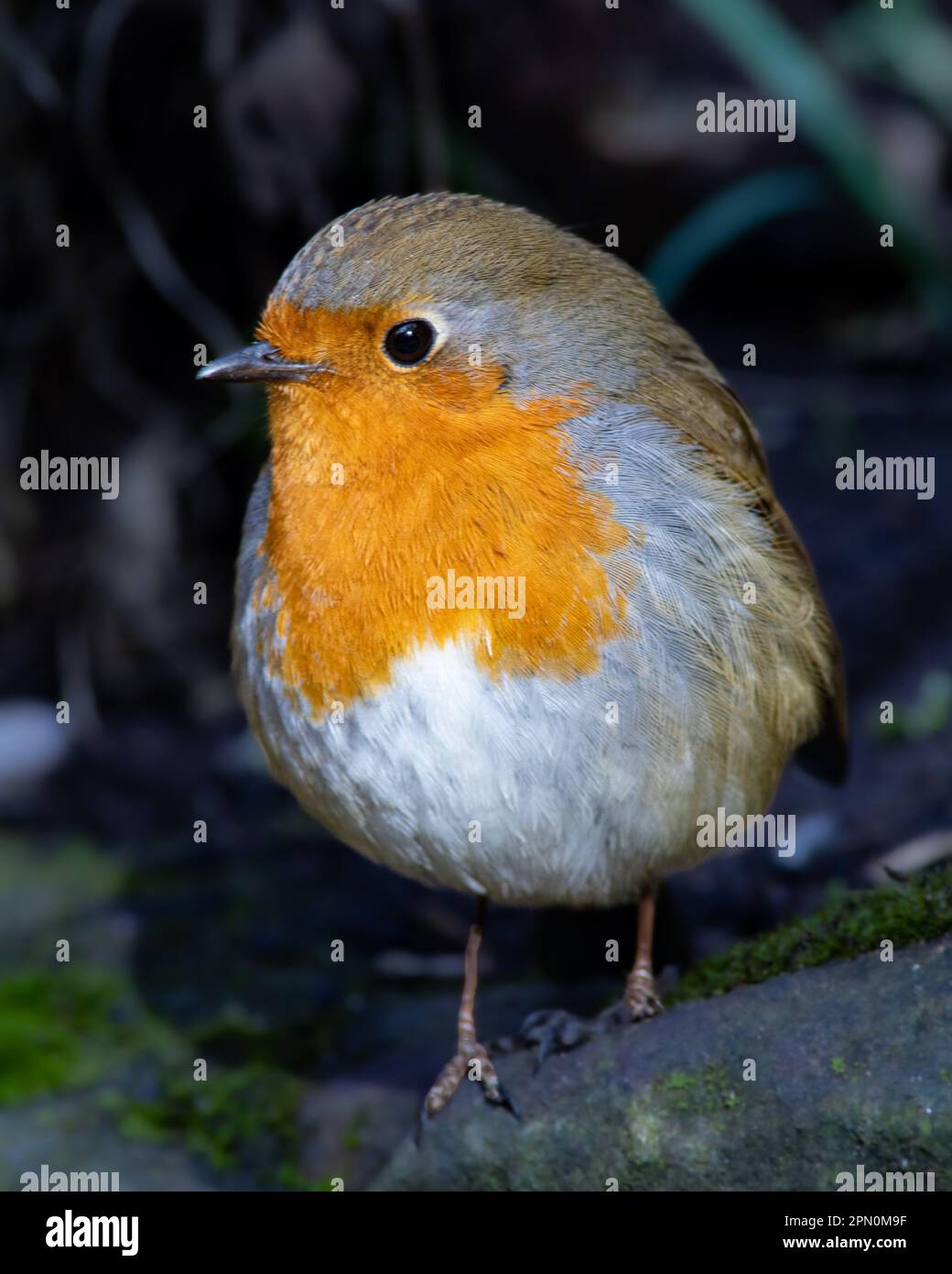 The beautiful robin in winter Stock Photo - Alamy