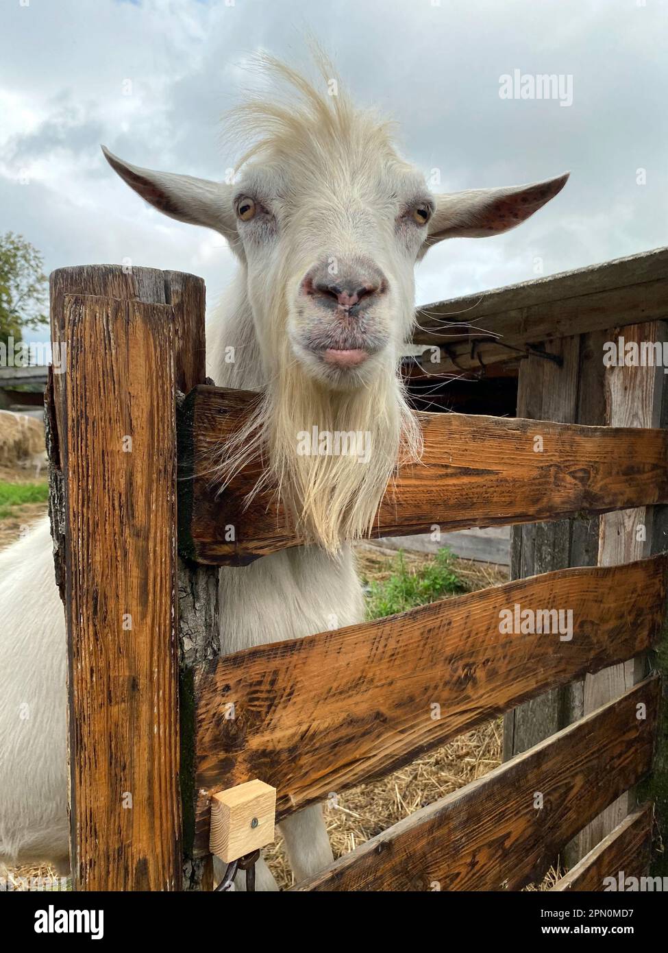 Curious tough goat with beard looking up from the fence, selective ...