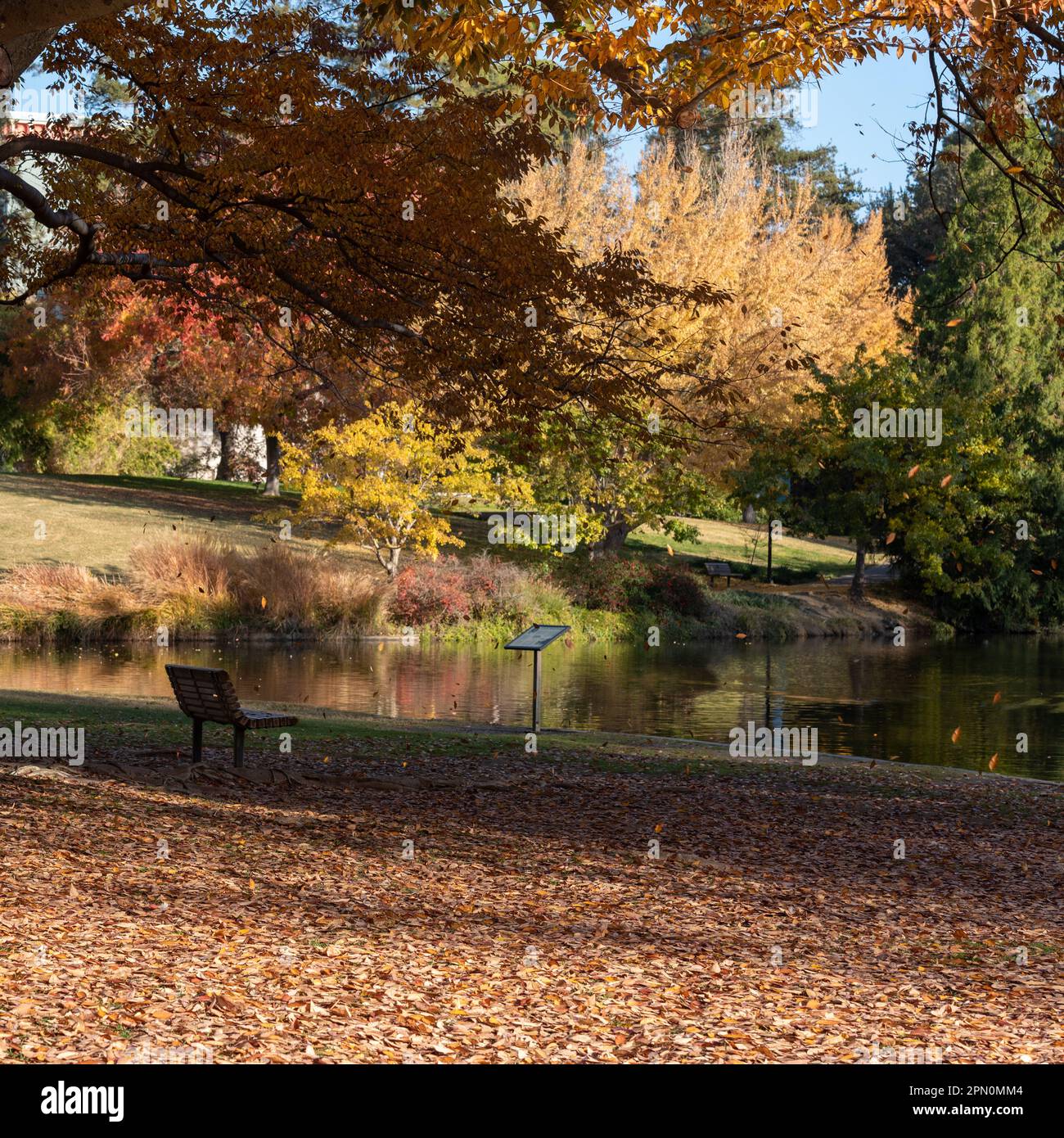 Leaves falling from a tree at the UC Davis arboretum, CA, USA, on a ...