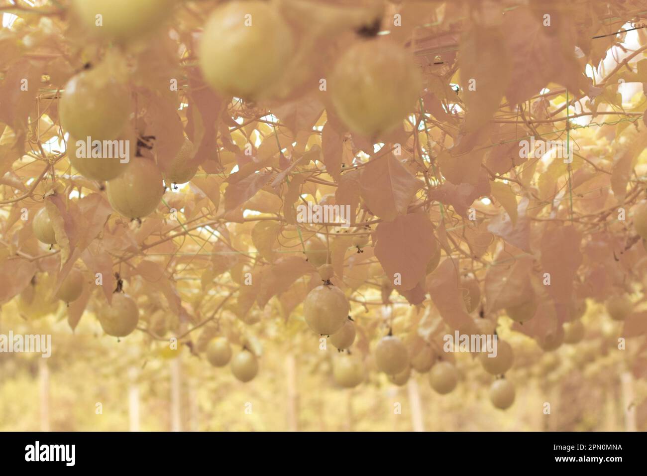 infrared image of the passiflora edulis creeping fruits hanging on the ...