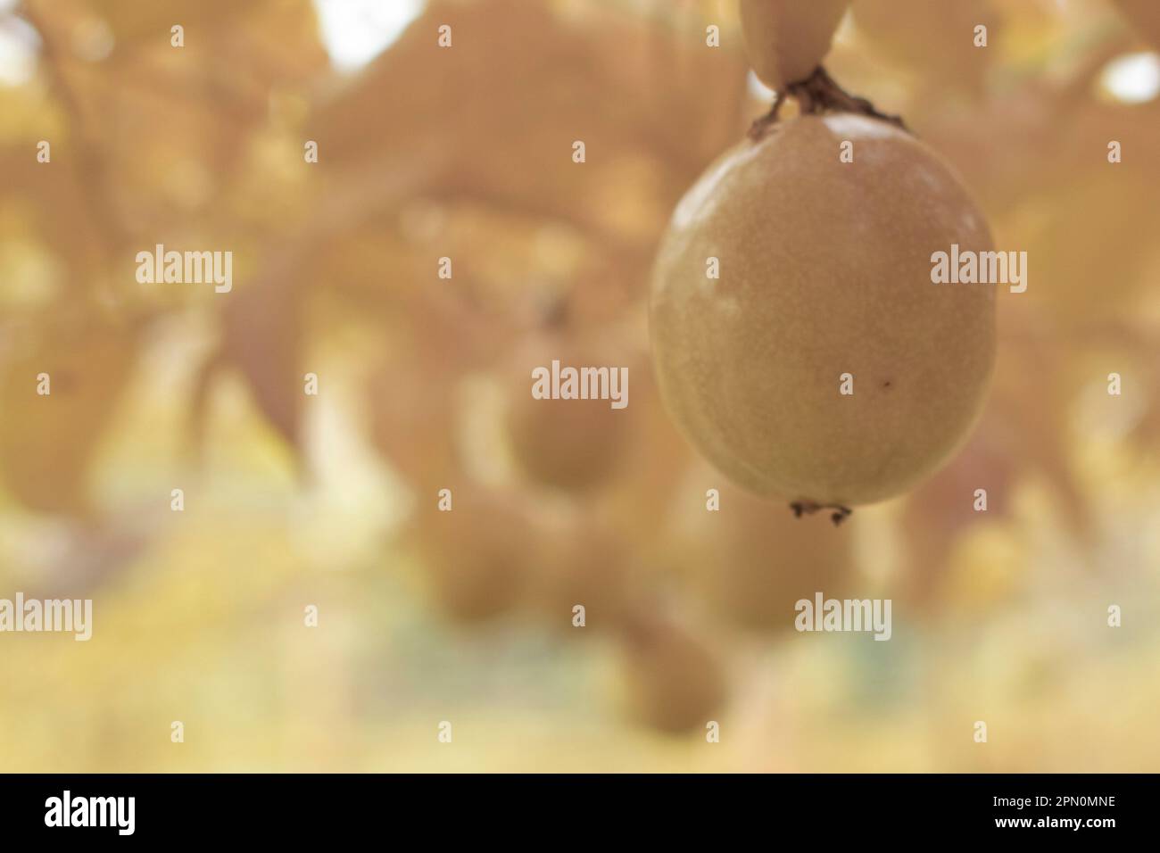 infrared image of the passiflora edulis creeping fruits hanging on the ...
