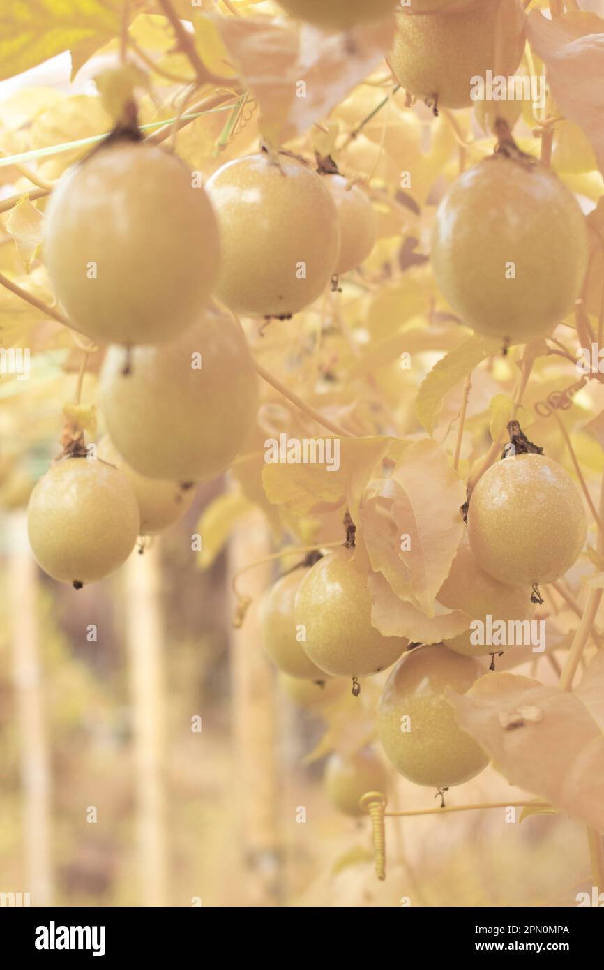 infrared image of the passiflora edulis creeping fruits hanging on the ...