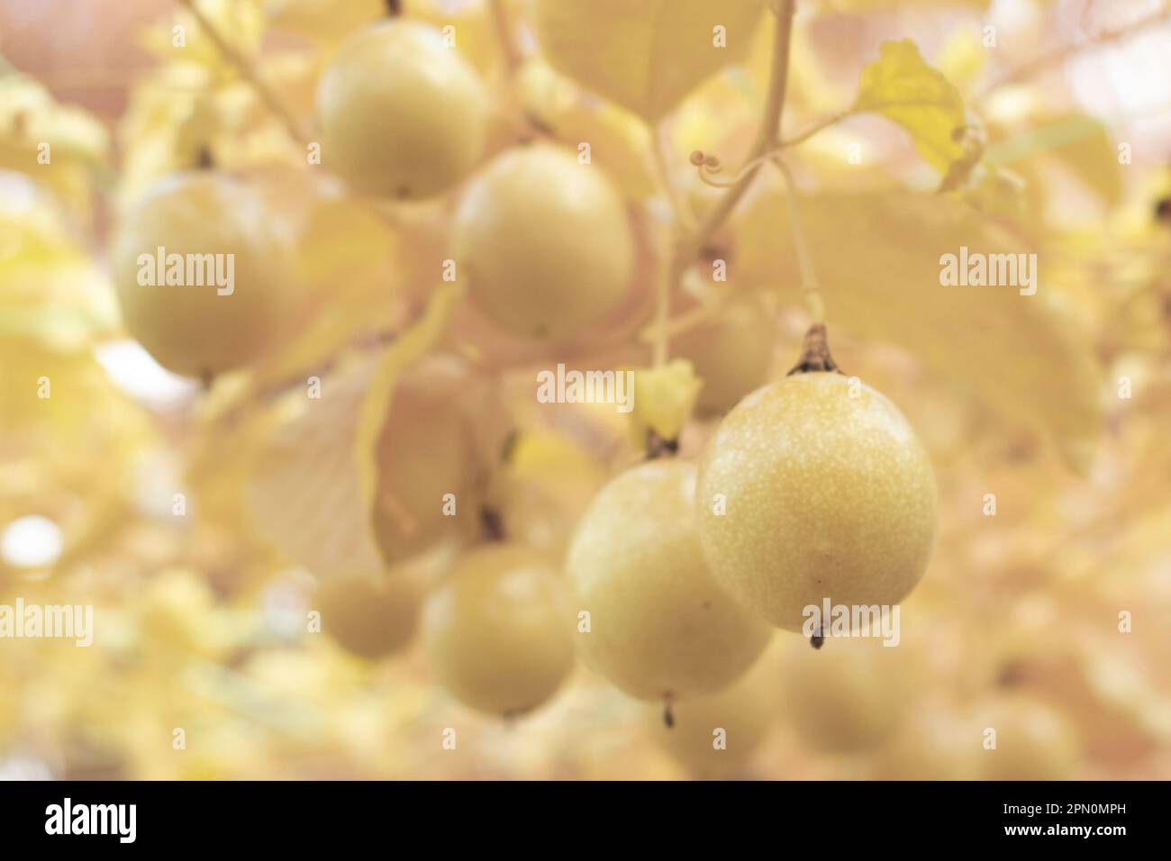 infrared image of the passiflora edulis creeping fruits hanging on the ...