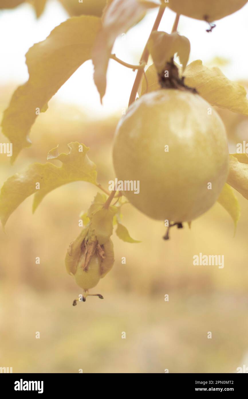 infrared image of the passiflora edulis creeping fruits hanging on the ...