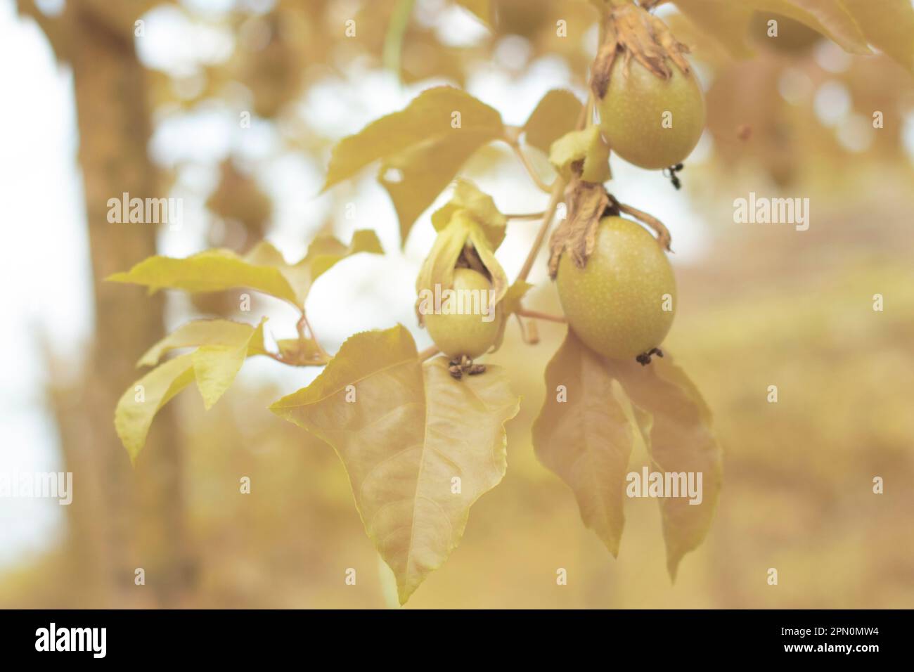 infrared image of the passiflora edulis creeping fruits hanging on the ...