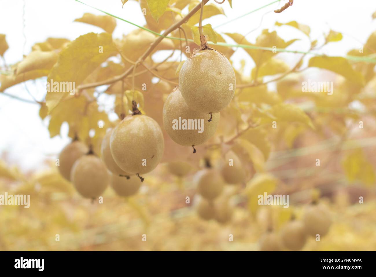 infrared image of the passiflora edulis creeping fruits hanging on the ...