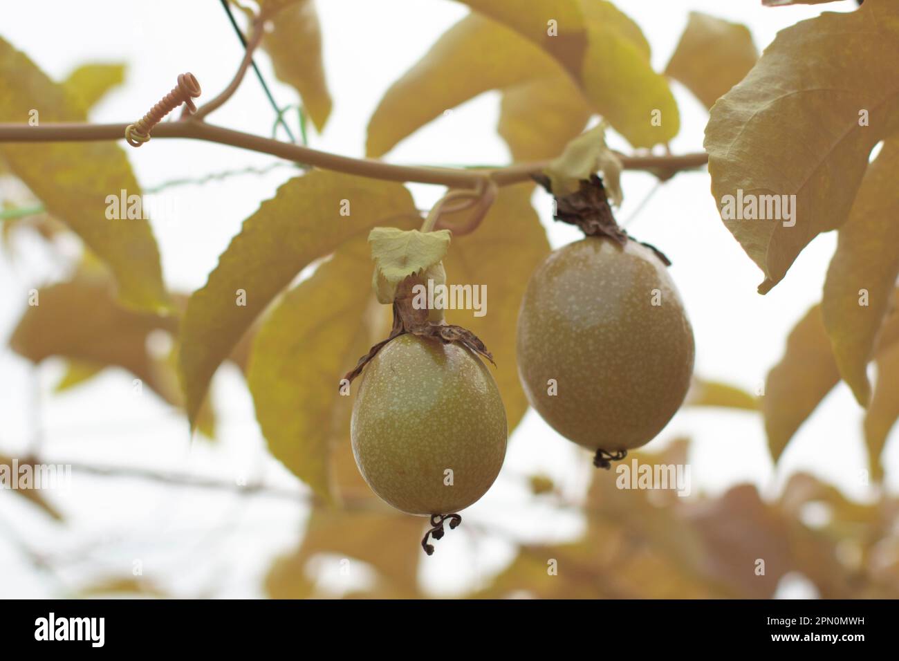 infrared image of the passiflora edulis creeping fruits hanging on the ...