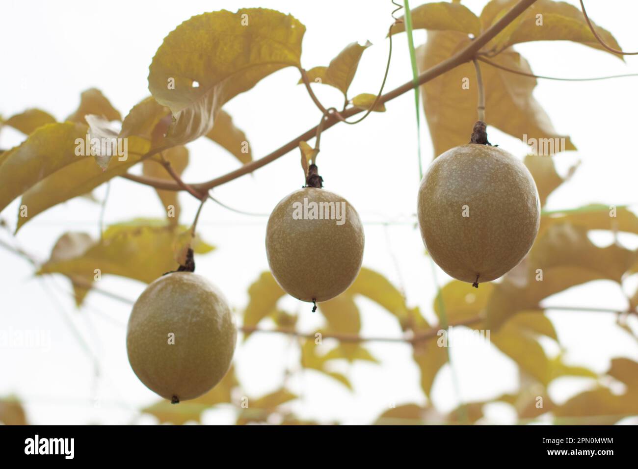 infrared image of the passiflora edulis creeping fruits hanging on the ...