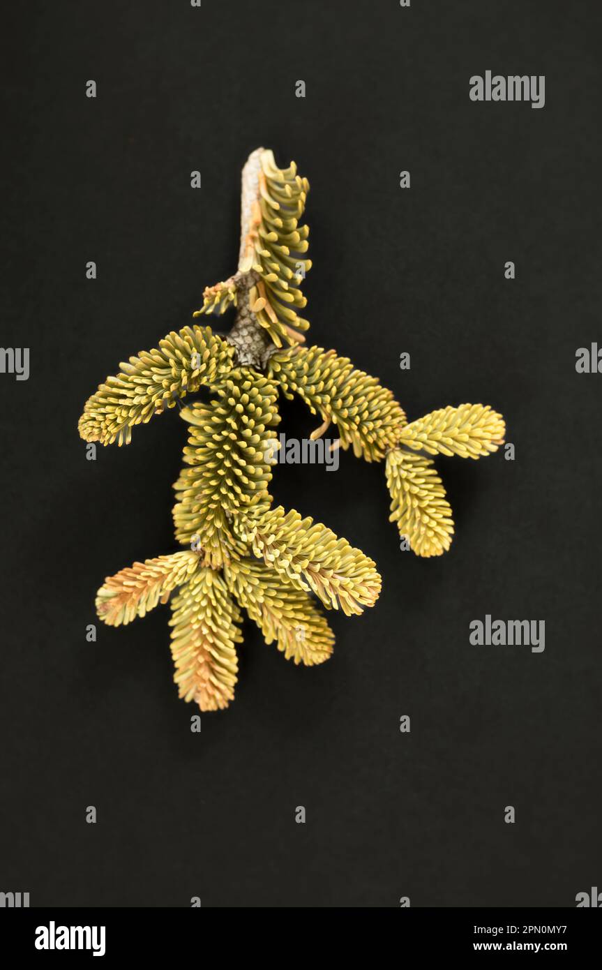 Broken branch hi-res stock photography and images - Alamy