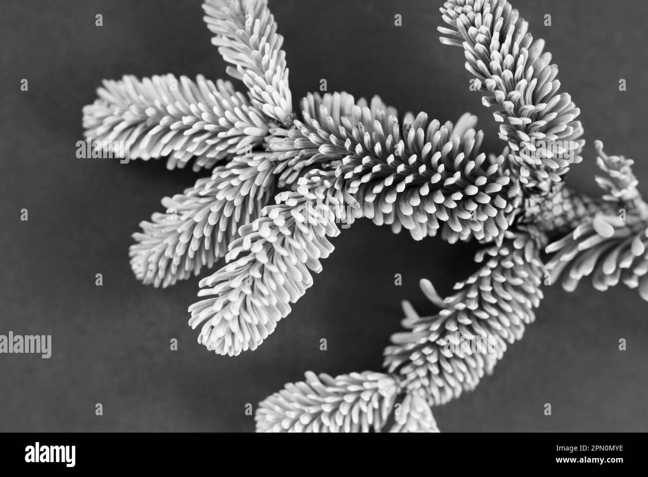 Broken branch tip Black and White Stock Photos & Images - Alamy