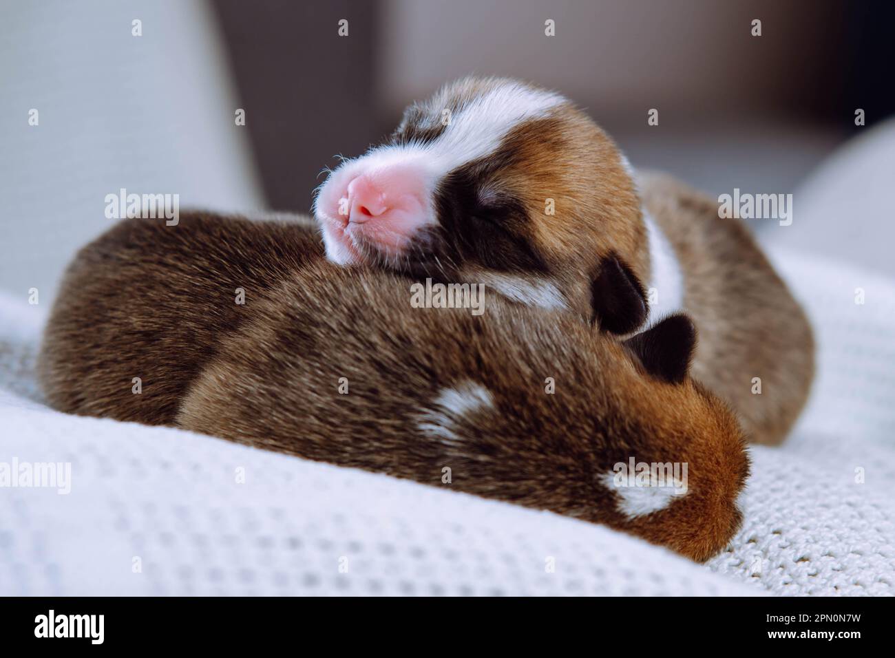 Two newly born puppies are sleeping, one has put his head on back of ...