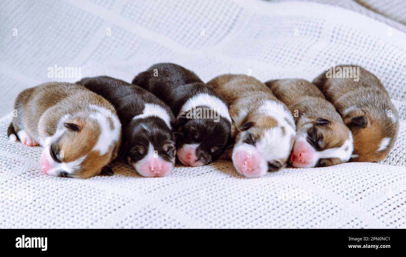 Six newborn babies cuddling up to each other are lying on white blanket ...