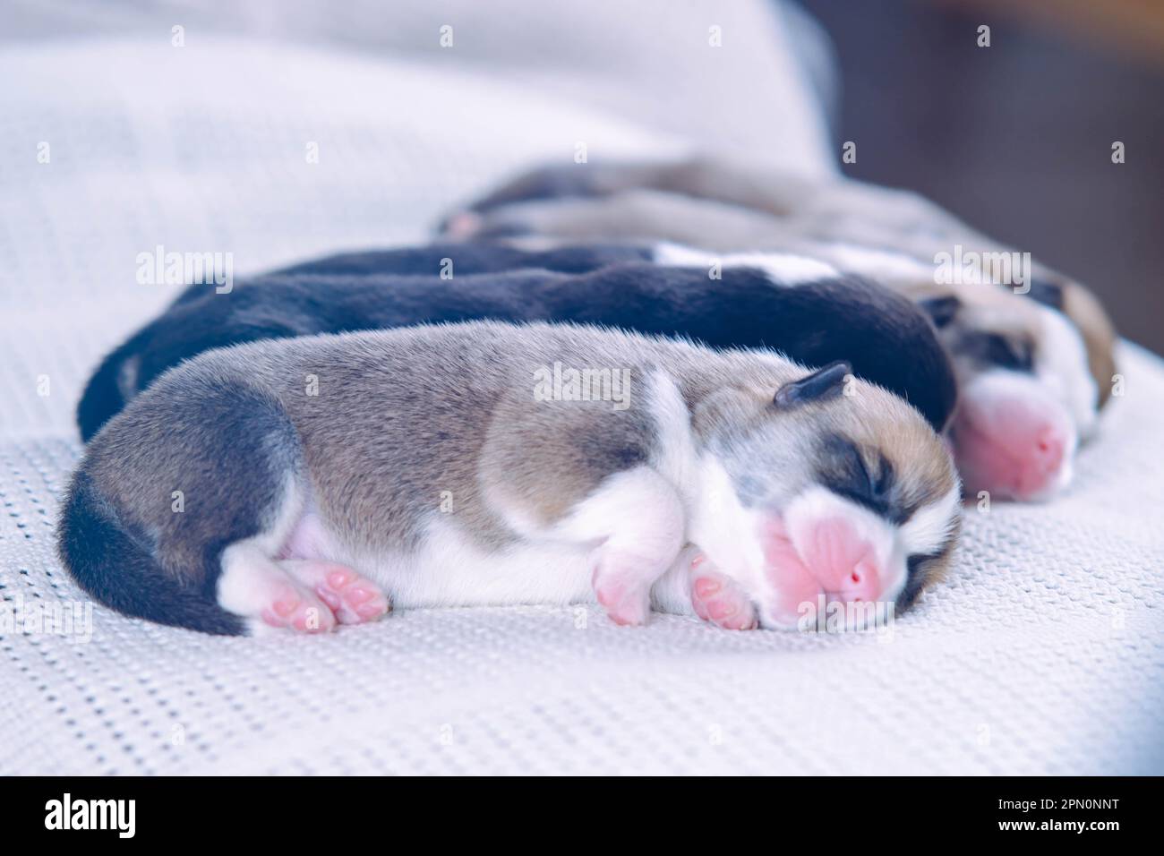Group of newborn Welsh corgi puppies cuddling up to each other sleeping ...