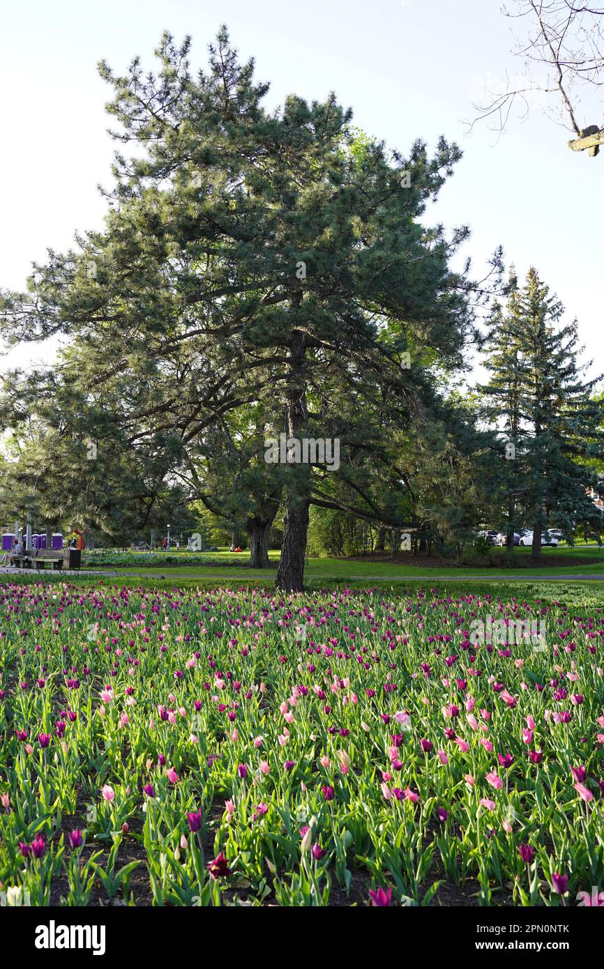 Tulips in bloom at Commissioner's Garden, Ottawa, Canada during the ...