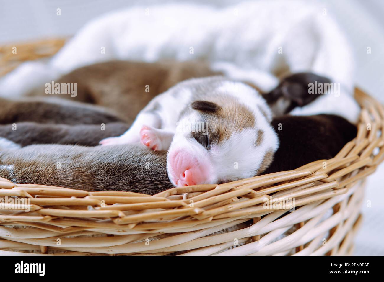 Raising puppies. Newborn Welsh Corgi puppies cuddle up to each other ...