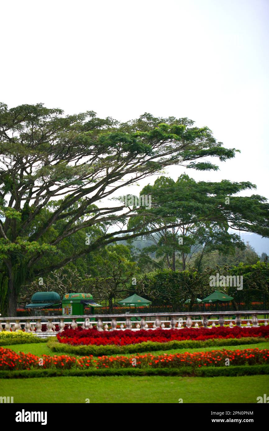 beautiful garden with green trees and flowers Stock Photo - Alamy
