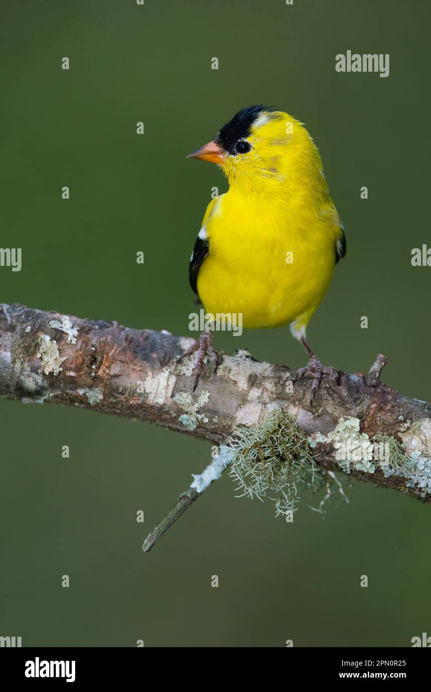The goldfinch cover hi-res stock photography and images - Alamy
