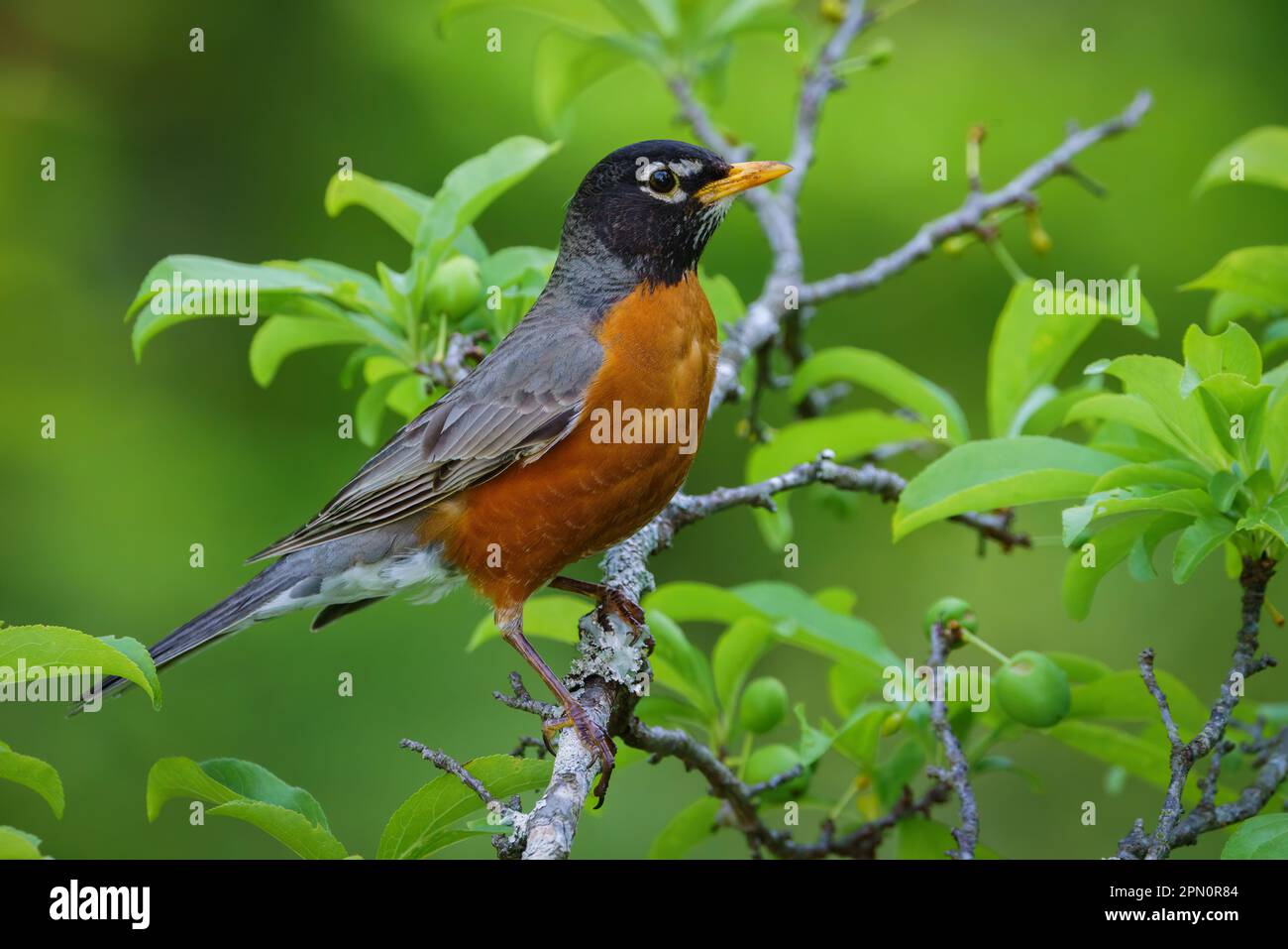 American plum tree hi-res stock photography and images - Alamy