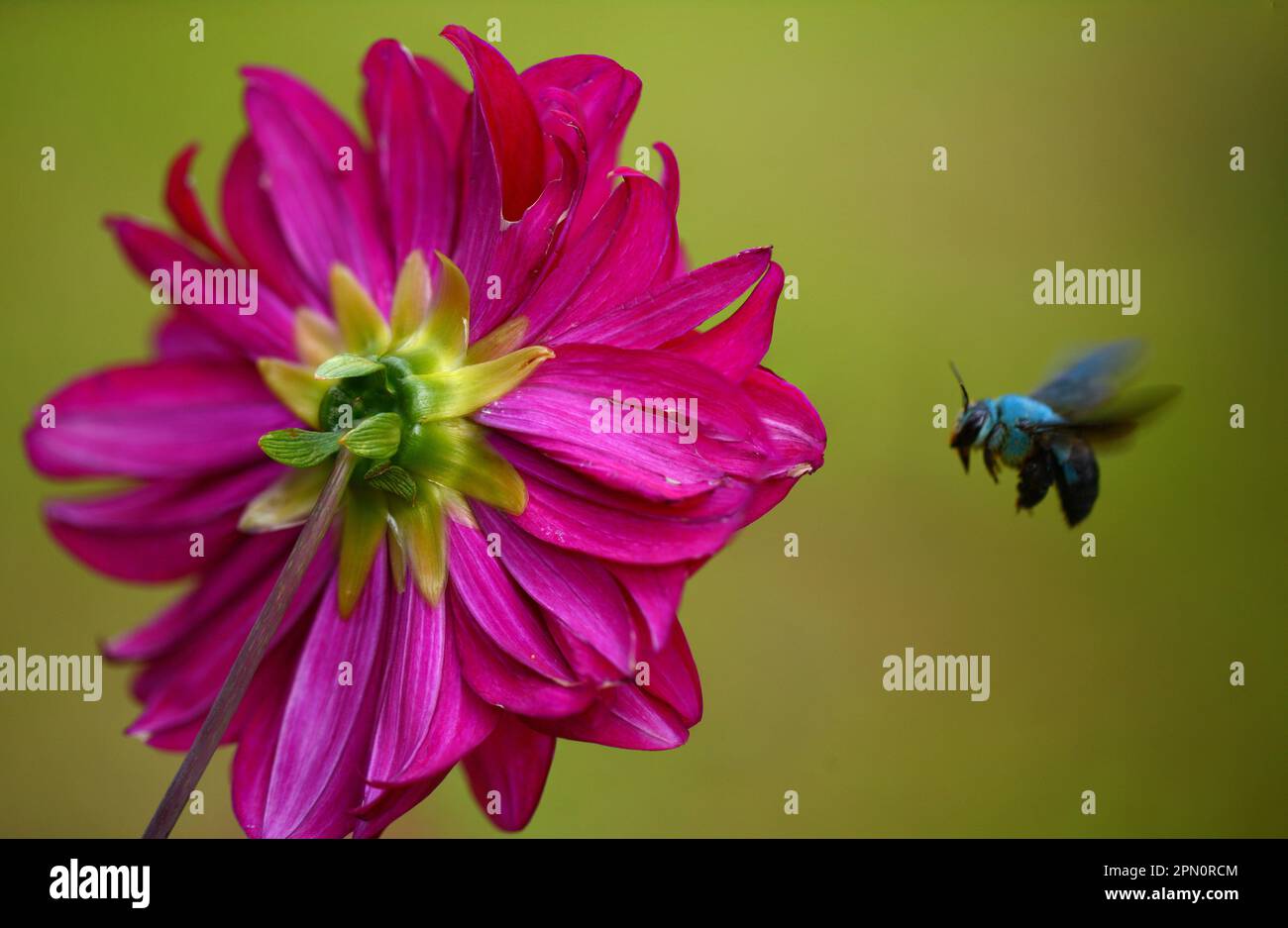 Flying romantic red rose flower hi-res stock photography and images - Alamy