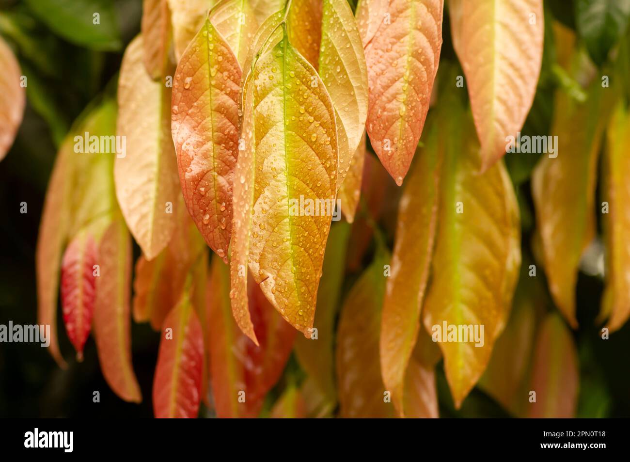 Stelechocarpus burahol hi-res stock photography and images - Alamy