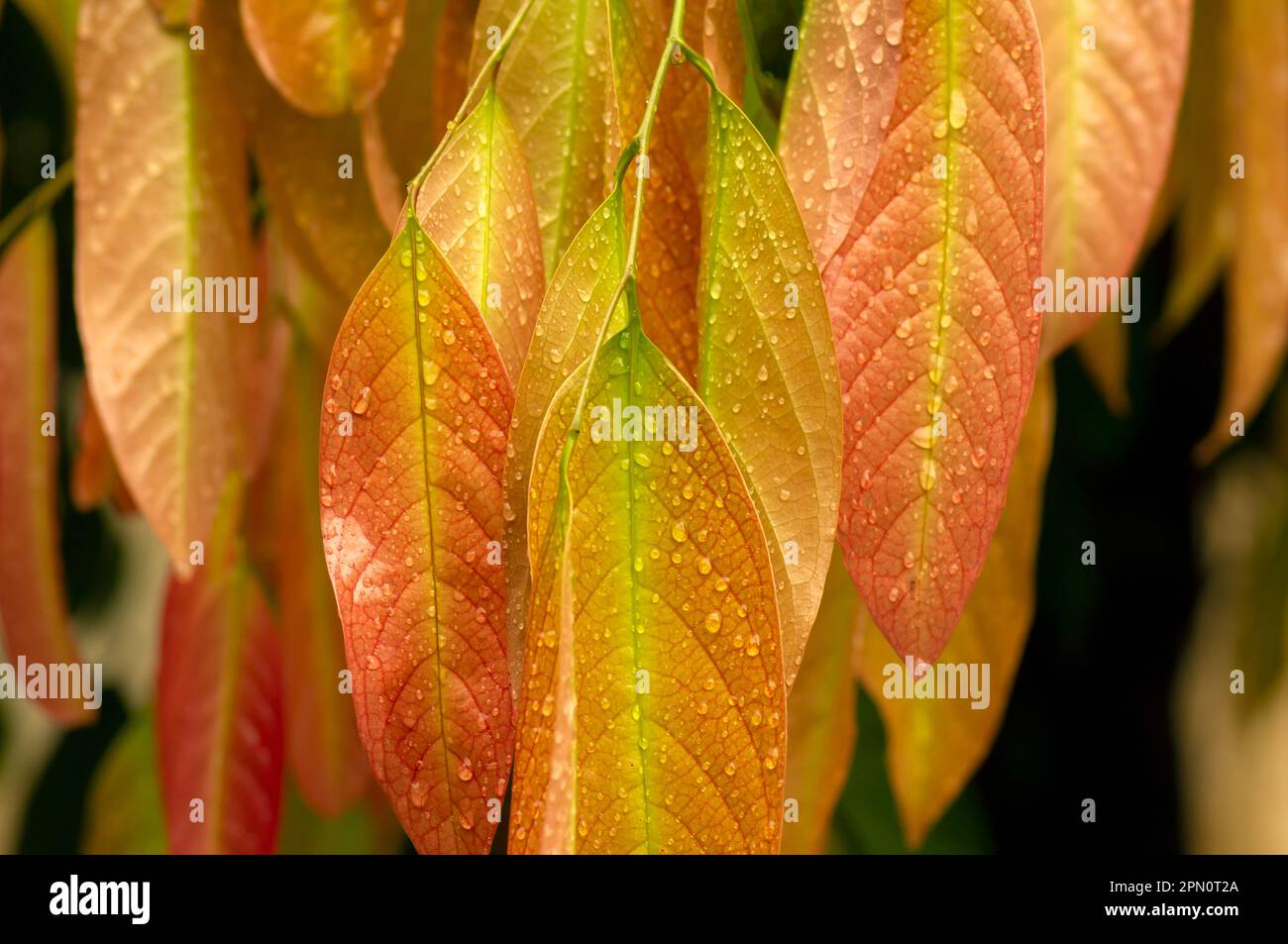 Colorful Kepel leaves or burahol (Stelechocarpus burahol) with water ...