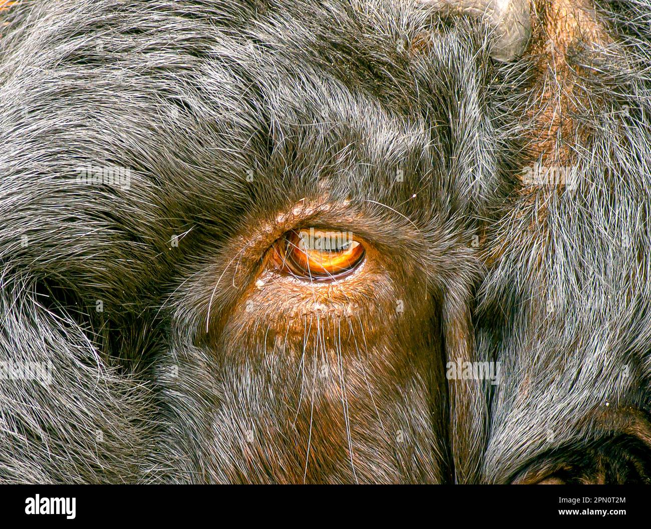Close up of goat's eye with black hair Stock Photo - Alamy