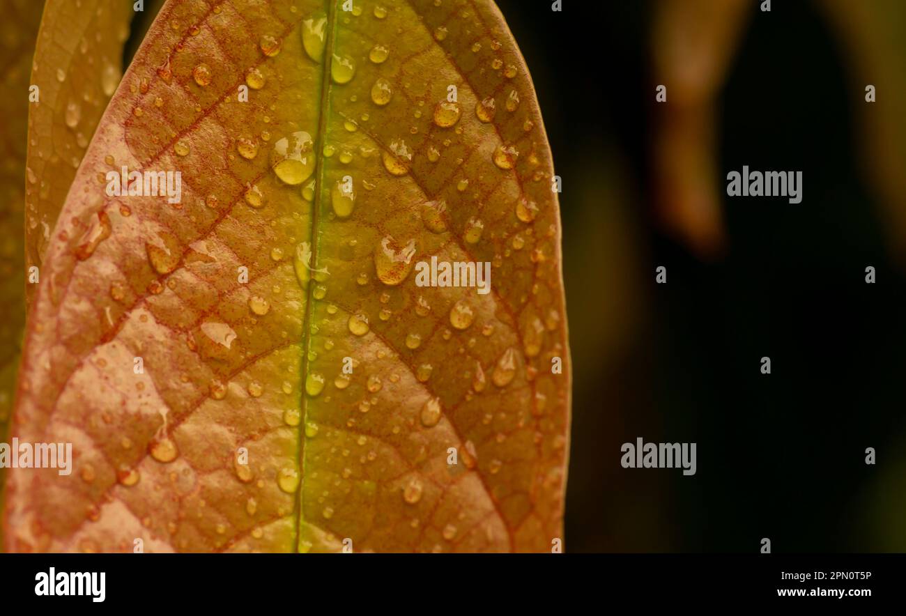 Colorful Kepel leaves or burahol (Stelechocarpus burahol) with water ...