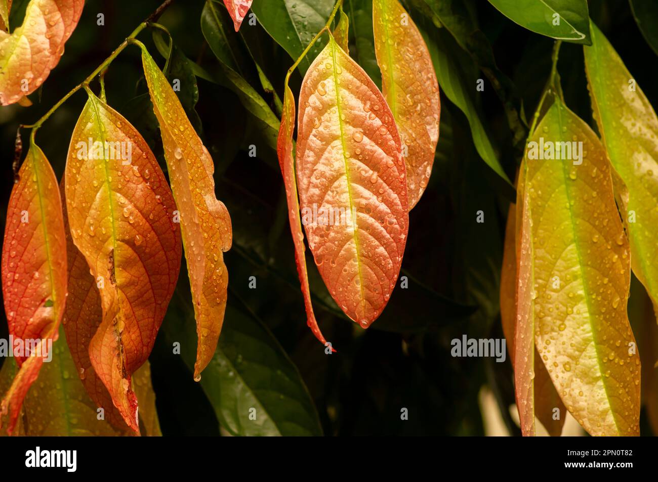 Colorful Kepel leaves or burahol (Stelechocarpus burahol) with water ...