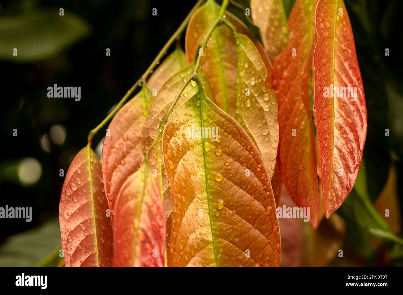 Colorful Kepel leaves or burahol (Stelechocarpus burahol) with water ...