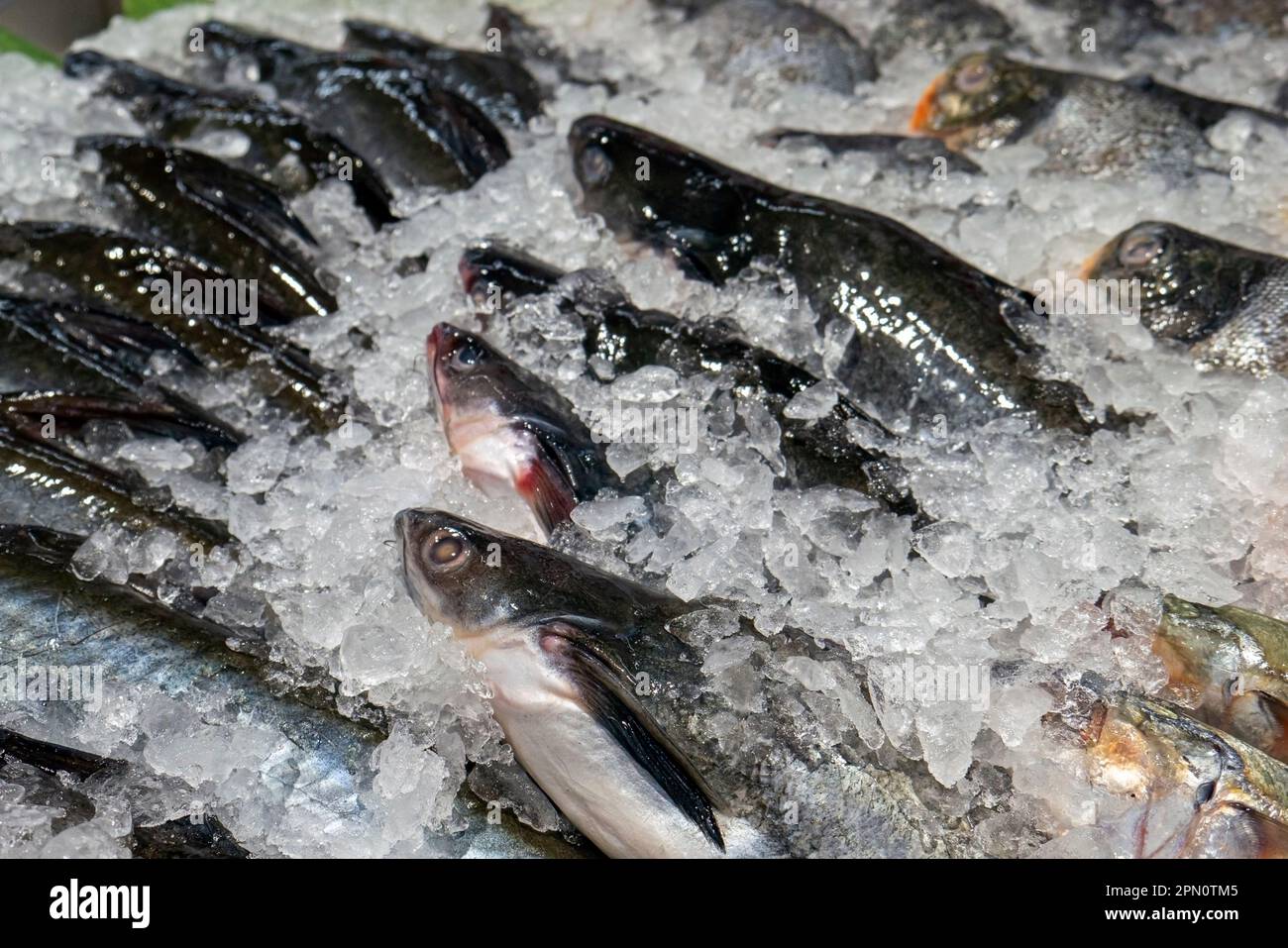 Fresh fish on the ice in the supermarket in Yogyakarta, Indonesia Stock ...
