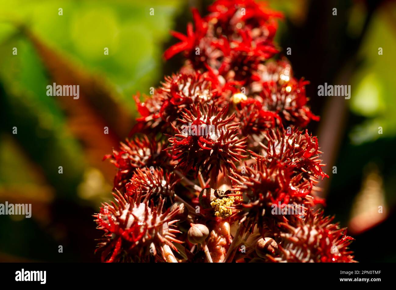 Jarak merah (Jatropha gossypiifolia) seeds and flowers, used as a ...