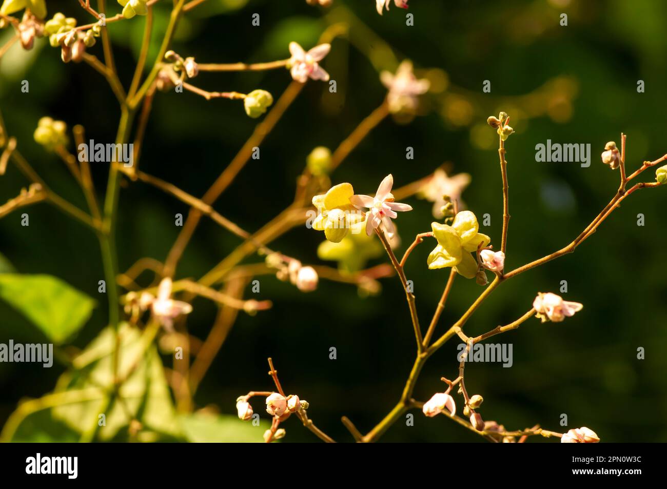 Tahongai, guest tree (Kleinhovia hospita), known as Timoho (Java ...