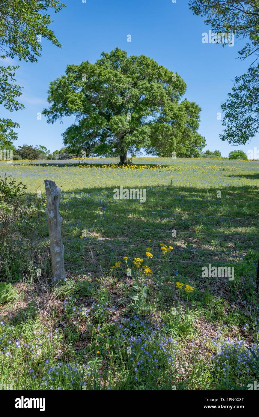 Wildflowers by wood fence hi-res stock photography and images - Alamy