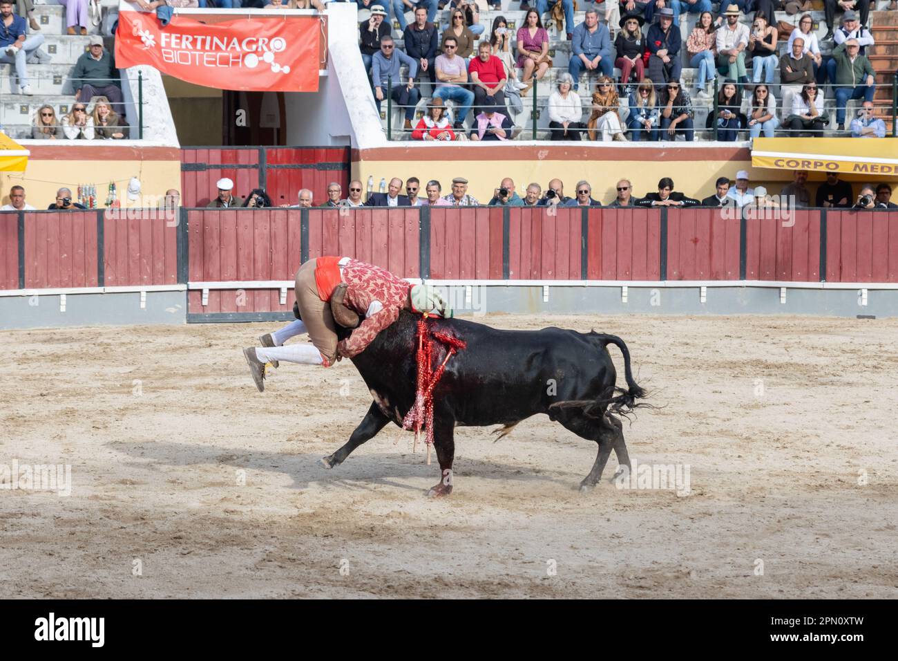 March 26, 2023 Lisbon, Portugal: Tourada - forcado jump on the bull on ...