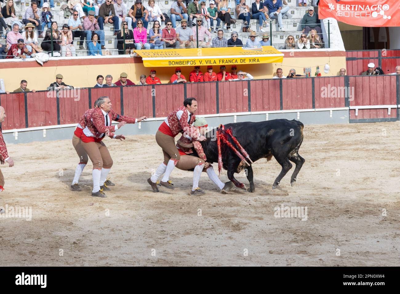 March 26, 2023 Lisbon, Portugal: Tourada - forcado team against injured ...