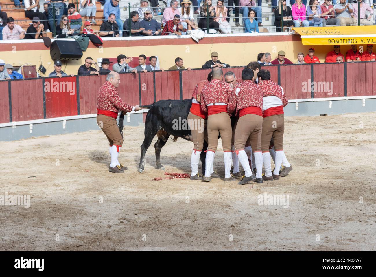 March 26, 2023 Lisbon, Portugal: Tourada - forcado team against the ...